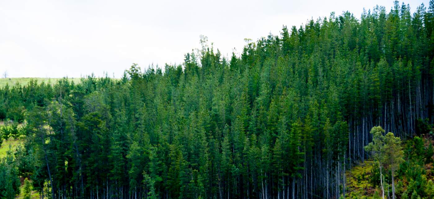 Our Plan for Australian Forestry Jobs | Mirage News